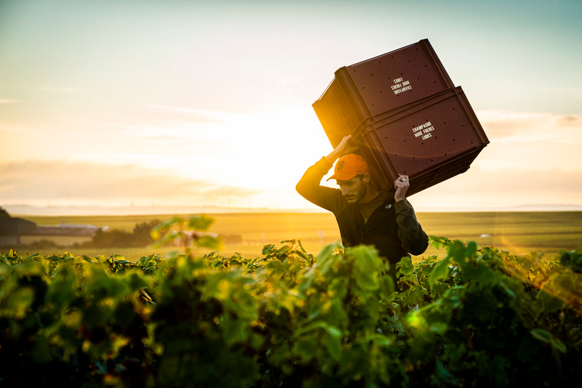 Gems of the Gems - Grower Champagnes – Viinitie Oy