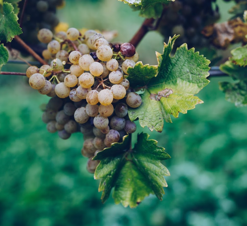 Sesongin parhaat viinit 💚 – Viinitie Oy