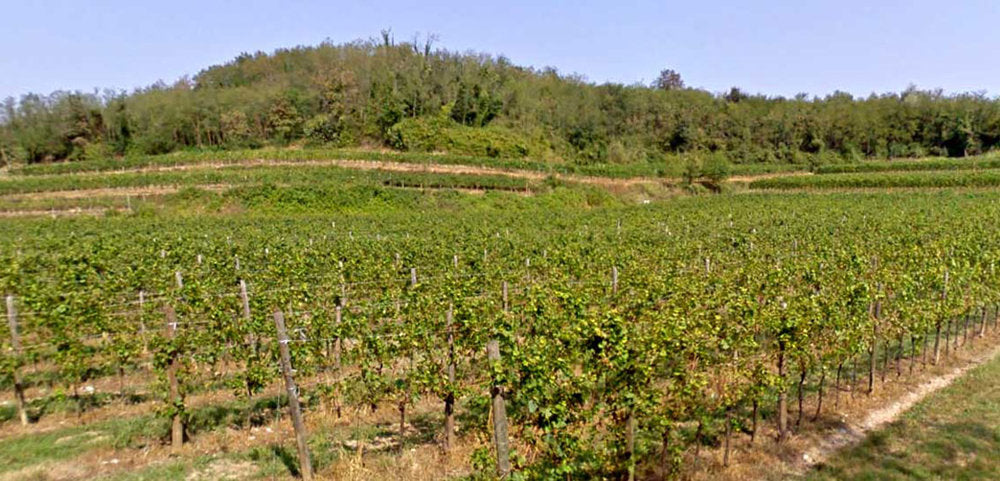 Scolaris – Viinitie Oy