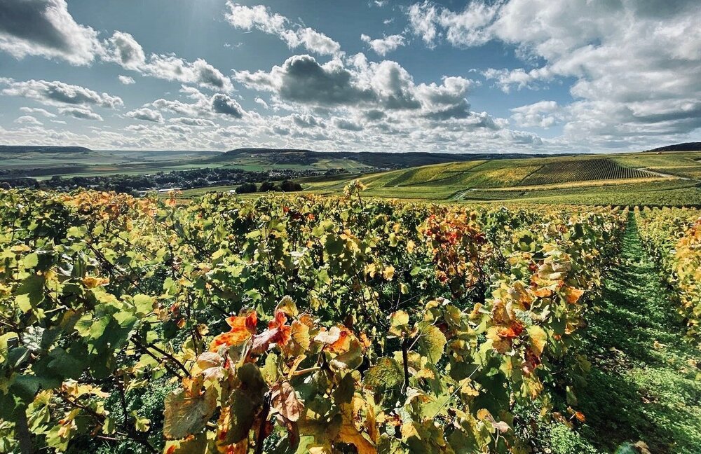 Champagne JM Sélèque – Viinitie Oy